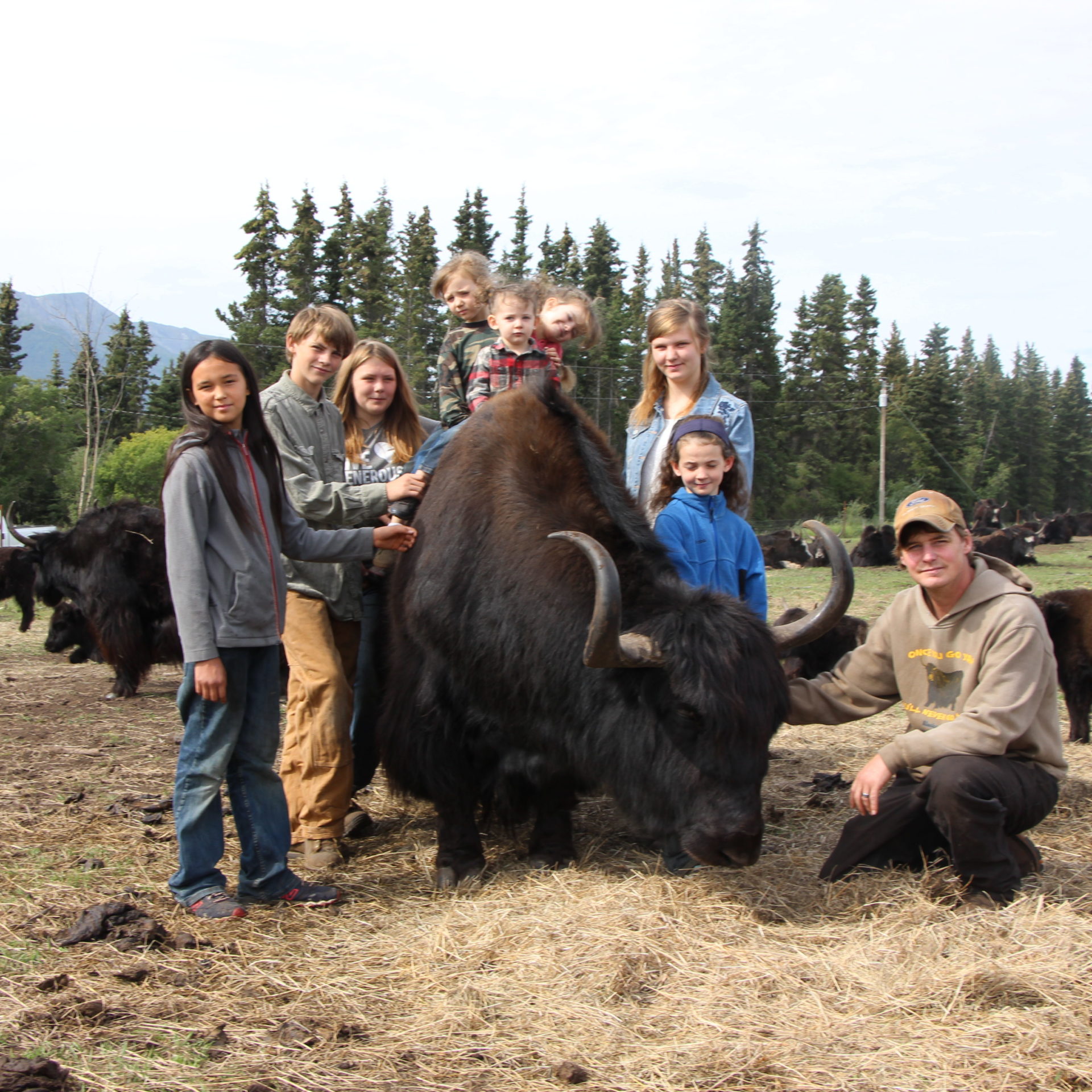 Sustainable Yak Farming – 49th State Brewing